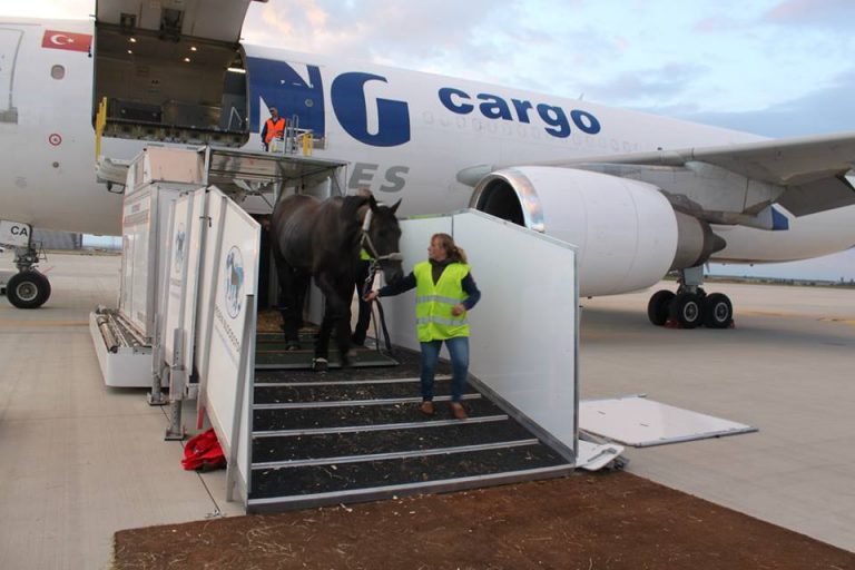 Aircraft loading ramp for horses