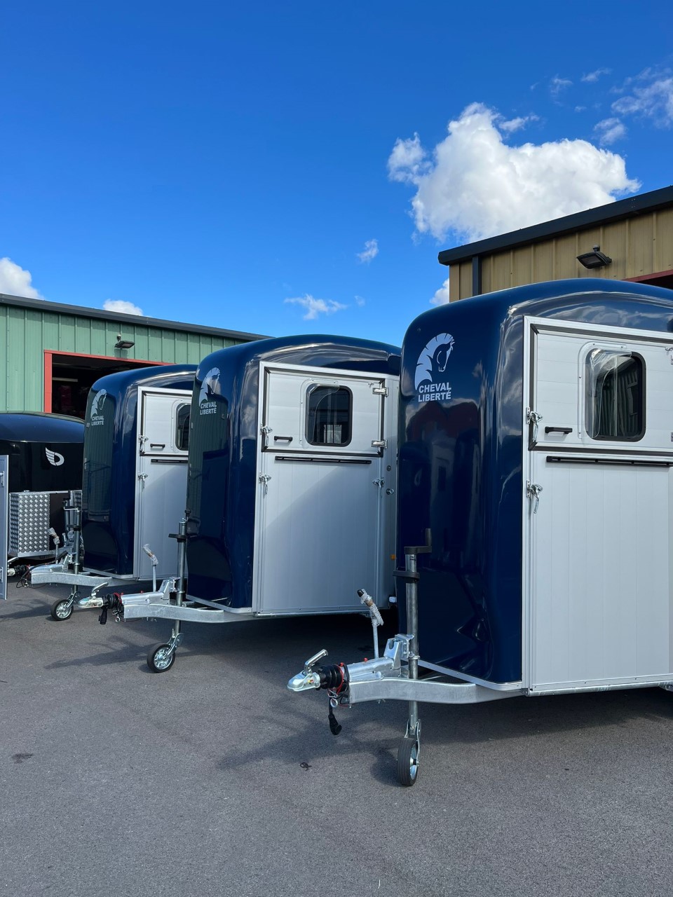 Horse Freedom with Cheval Liberte